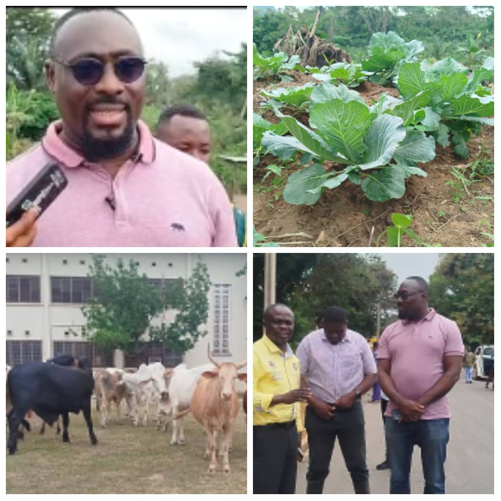 Feed Ghana Project Thrives in Sekyere Kumawu Districts - dailywatchgh.com